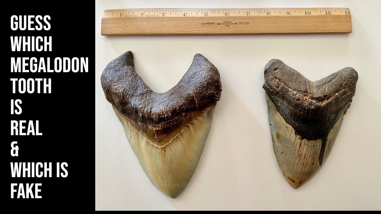 Can YOU Detect the FAKE Megalodon Tooth? - YouTube