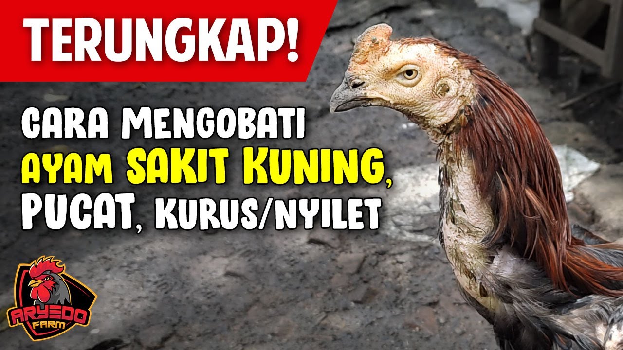 MANJUR! Cara Mengobati AYAM SAKIT KUNING, PUCAT, KURUS / NYILET - YouTube