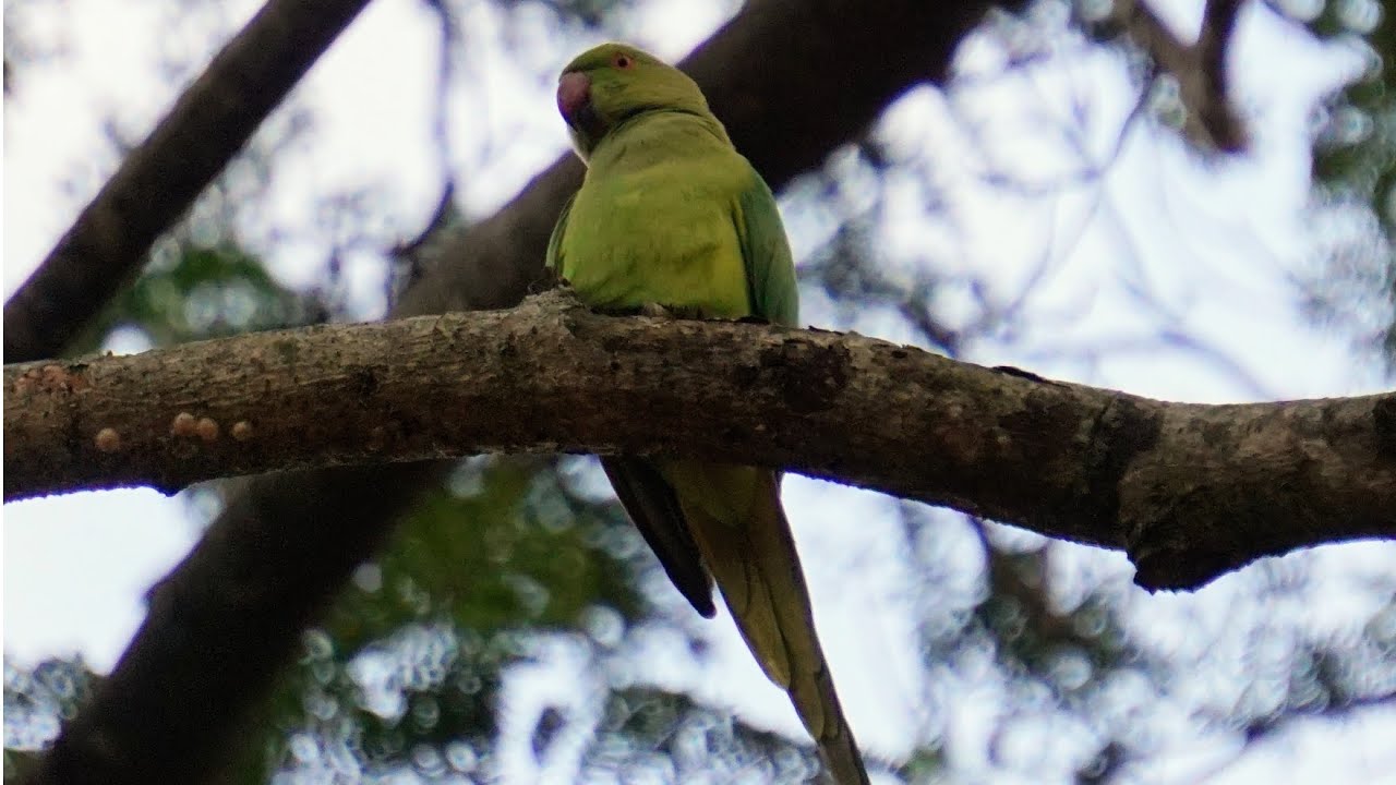 Parrot Rose-ringed Parakeet - YouTube
