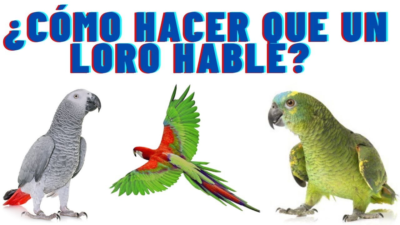 🐦👉 ¿Cómo hacer que un loro hable? en tan solo - 7 pasos - YouTube