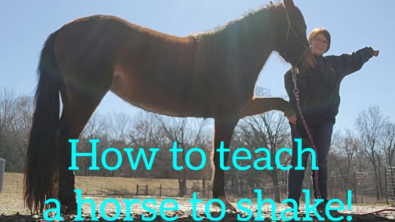 How to teach a horse to shake! - YouTube