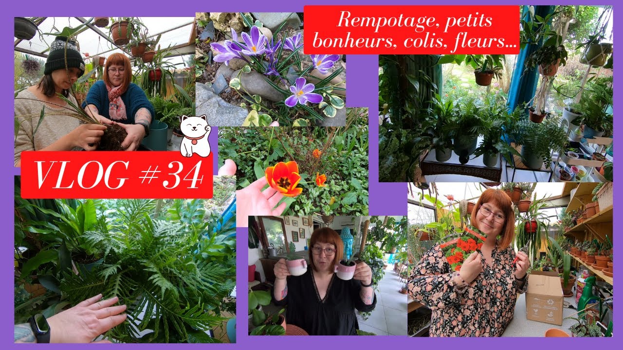 VLOG #34🌿Rempotage avec une invitée | Mes petits plaisirs plantes | Un ...