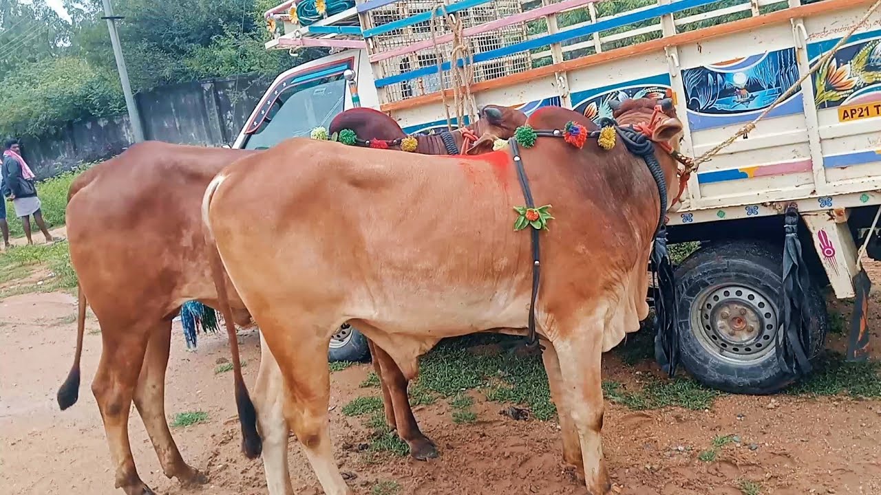 పాలపల్ల కోడె మరియు రెండుపల్ల కోడెలు అమ్ముతారు 6304658894 డోన్ సంత ...