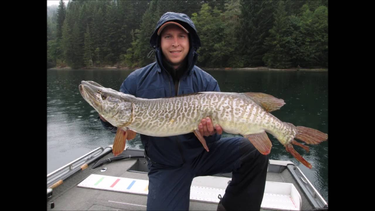 41.5'' Tiger Muskie Merwin Reservoir WA - YouTube