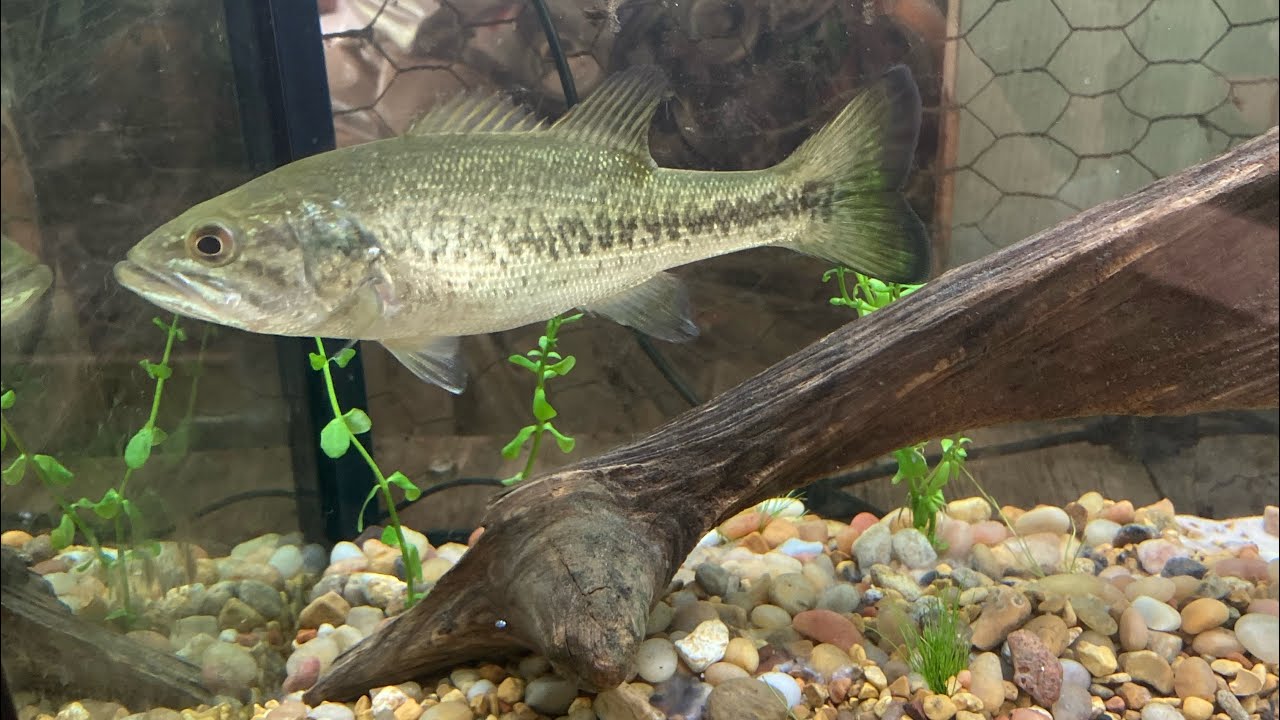 BABY BASS vs SHINER MINNOW - YouTube