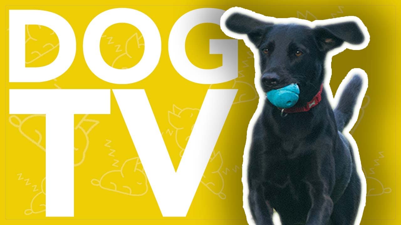 DOG TV - Highly Entertaining & Interactive Video For Dogs To Watch (NEW ...