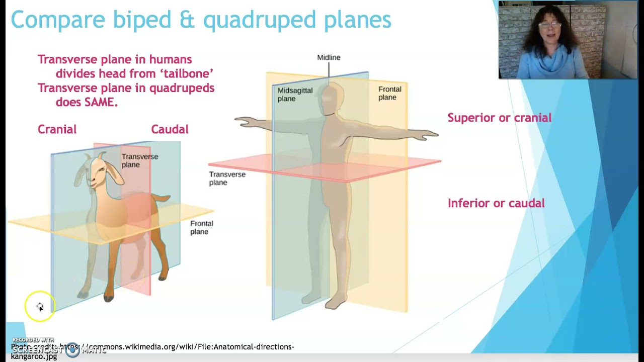 Quadrupeds Anatomical Planes