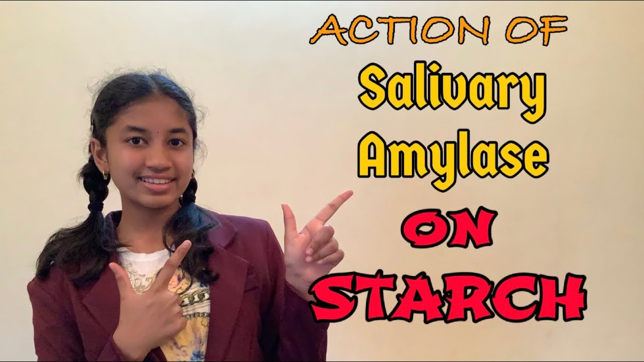 The action of SALIVARY AMYLASE on STARCH | Experiment on Human Body ...