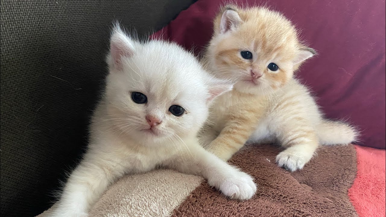 Goodbye video with our fave ching ching! | British shorthair | cute cat ...