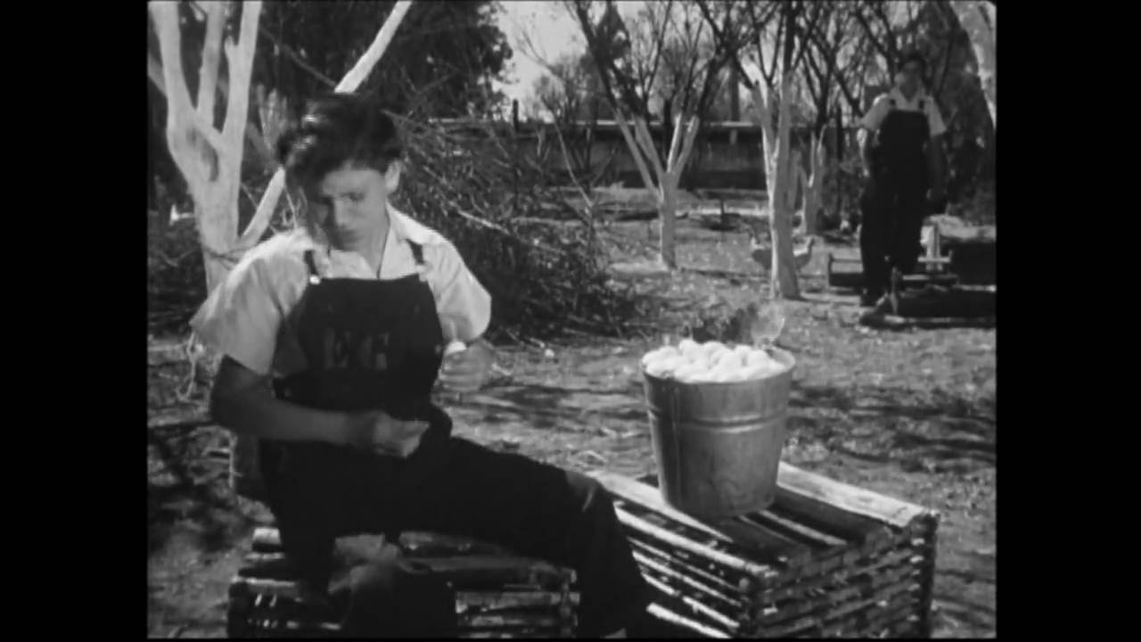 The Curse of the Chicken - YouTube