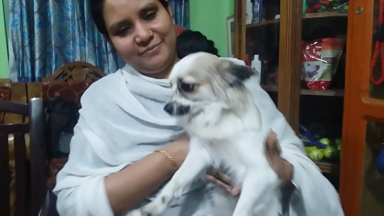 Dog patient @ Vet in Dhaka City Pet Doctor in Bangladesh @ Dr. Sagir's ...
