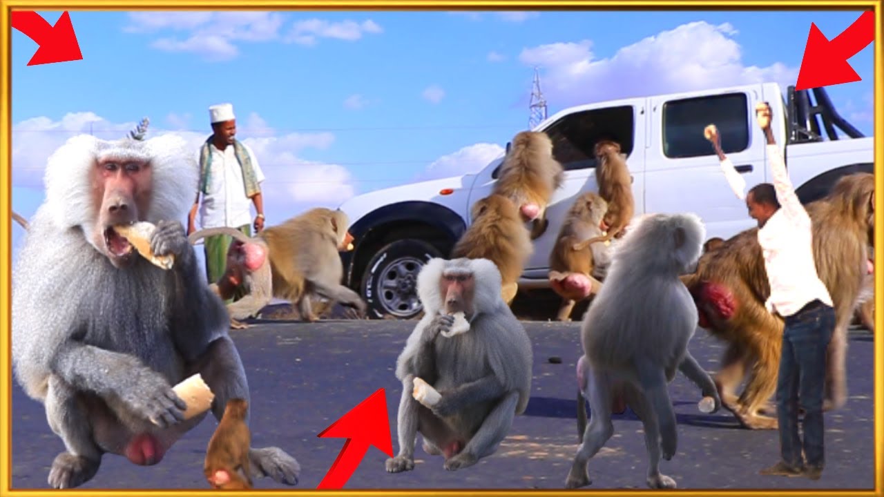 Qosolkii Adduunka: Wixii kala Qabsaday Dad & Daanyeer Isu Xoog-sheegtay ...
