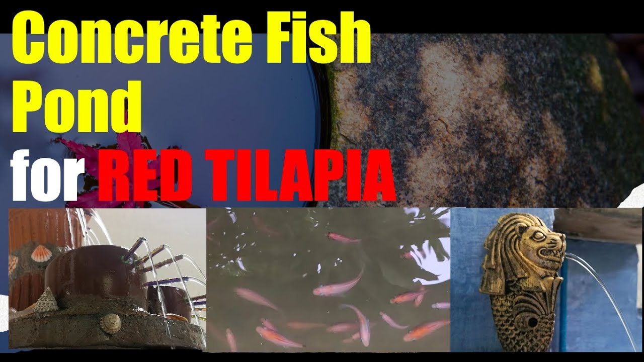How to make a Concrete Fish Pond, Red Tilapia Fish Pond- By Doc Rolly ...