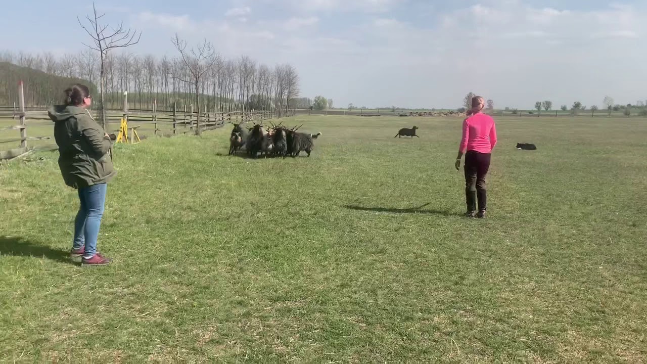 Welle is herding some sheep - YouTube