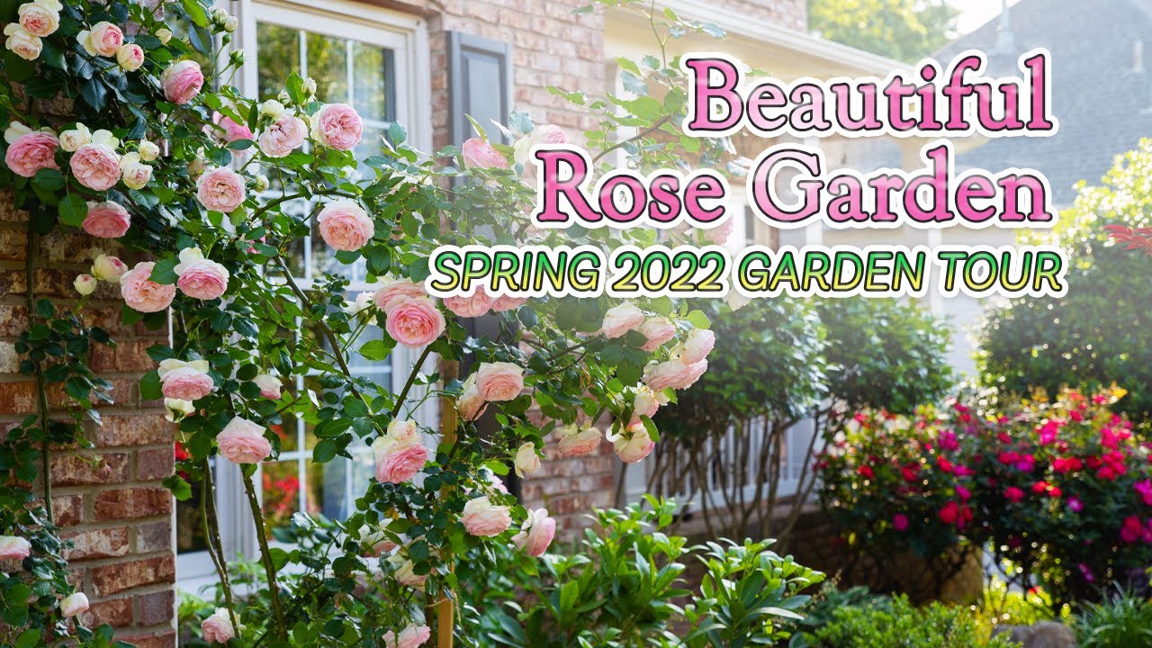 Beautiful & Colorful Rose Garden In Spring 2022 | พาชมกุหลาบอีเดนและ ...