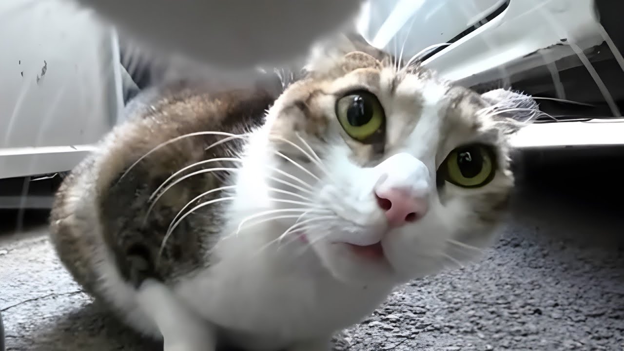 Cat with no braincells | Cat with zero brain Activity |Cat with zero ...