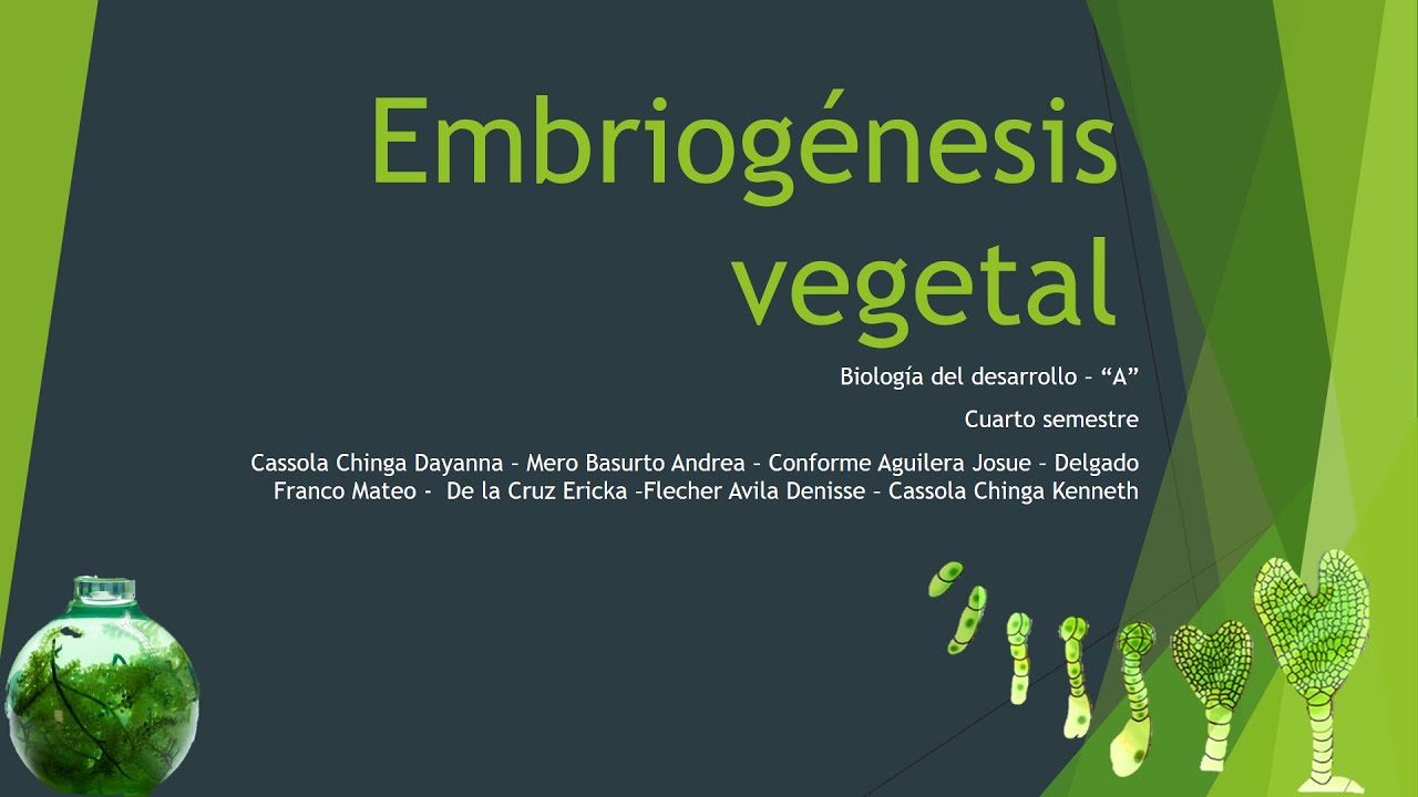 Embriogénesis vegetal - Biología del desarrollo - YouTube