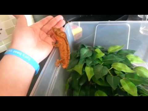 Crested gecko tail drop - YouTube