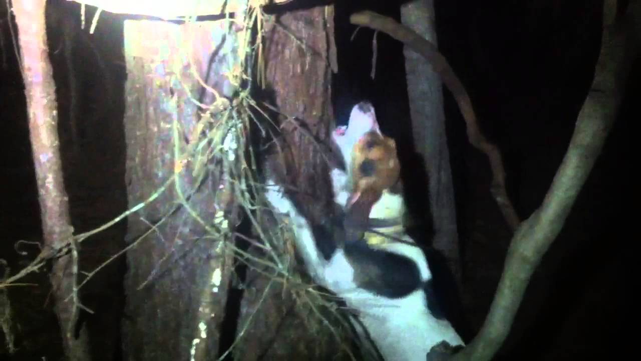 Skuna river pup - YouTube