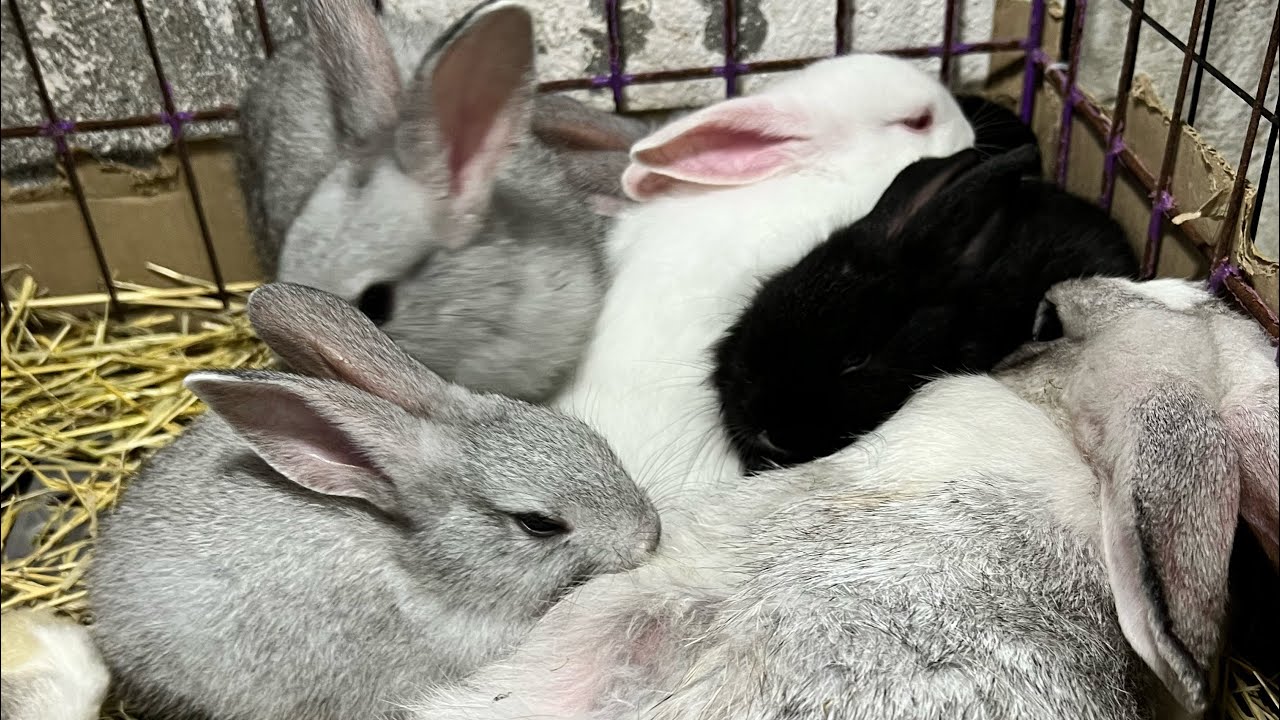 Three weeks old bunnies - YouTube