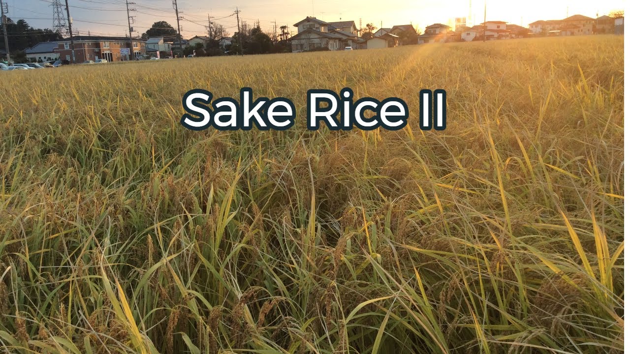Sake Rice II: More about how sake rice is different, special and leads ...