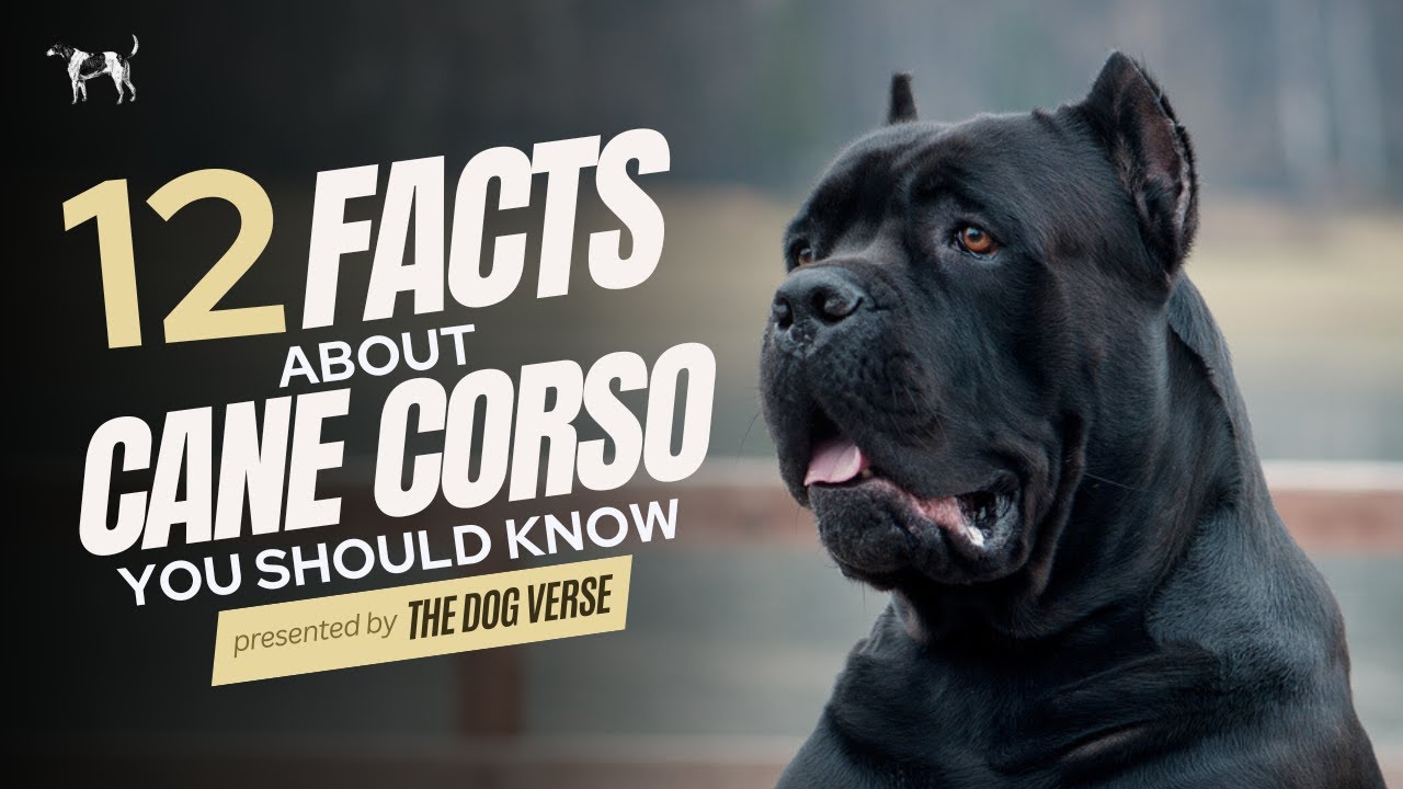 12 Facts About Cane Corso You Should Know | A Complete Guide to This ...
