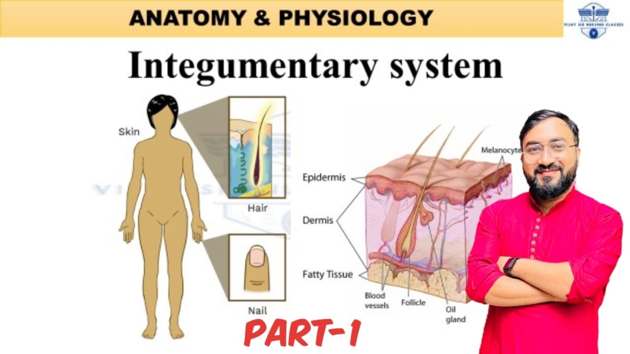 Integumentary system | Part-1 | Introduction | Layers of Skin | Rete ...