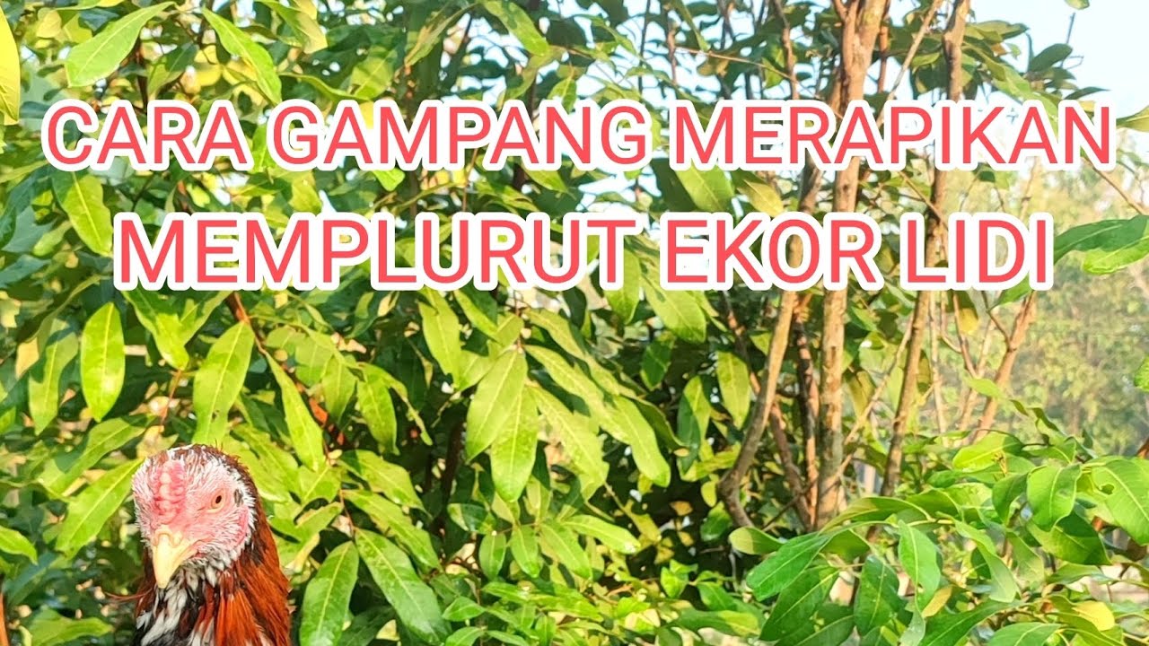 CARA GAMPANG MERAPIKAN / MEMPLURUT EKOR LIDI BOSKU - YouTube