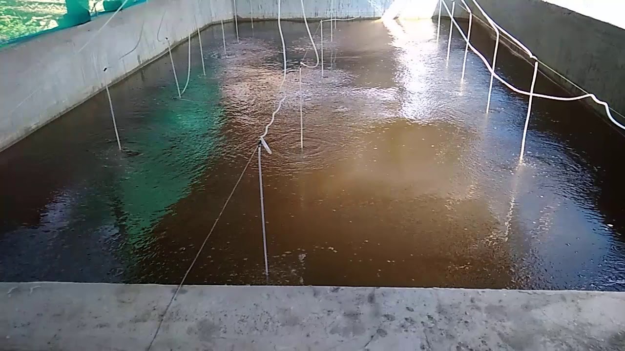 Biofloc fish farming || cement tank ready to stoking - YouTube