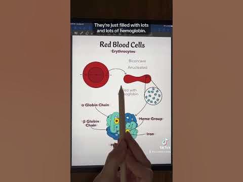 Red Blood Cells #anatomyandphysiology #physiology #anatomy #premed # ...