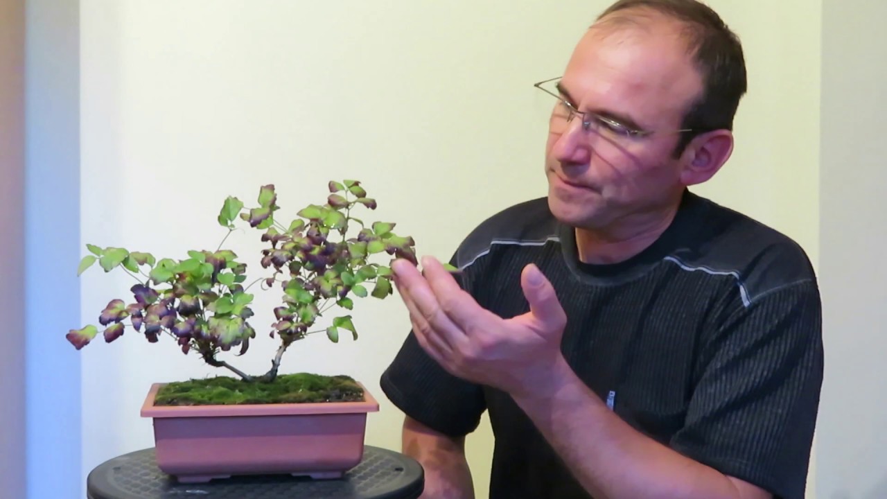 Clemantis vitalba / Curpen de pădure - proiect bonsai - YouTube