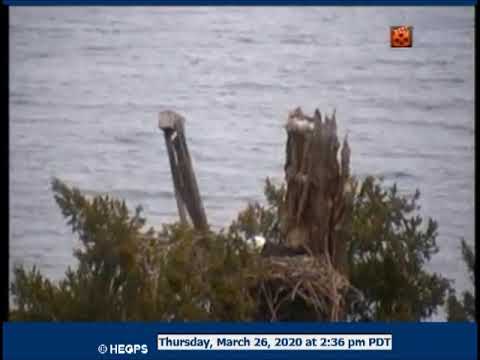 0326 1435 high flyby and then eagle into nest; scootches, up scootches ...