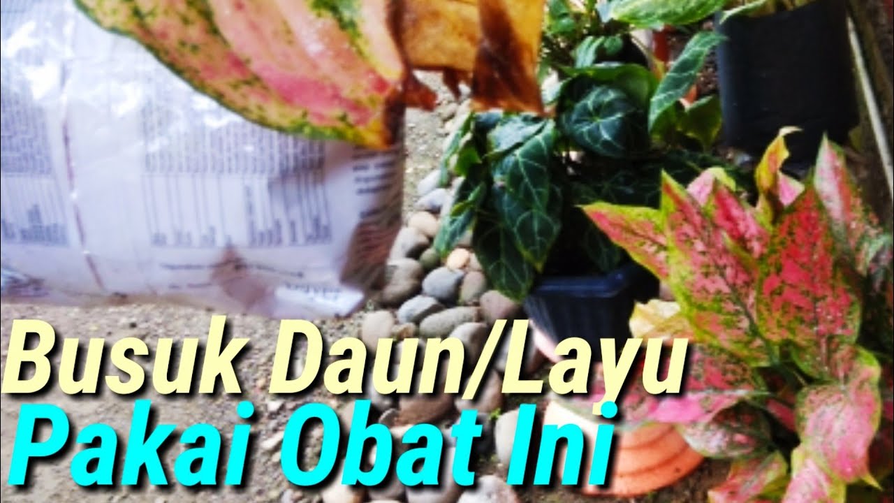 Cara Mengatasi Busuk Daun Bunga Aglounema - YouTube