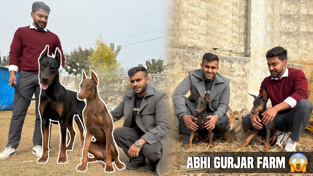 European Doberman at Pehlwan farm of ⁠@abhinavhoon in Uttarpradesh😱 ...