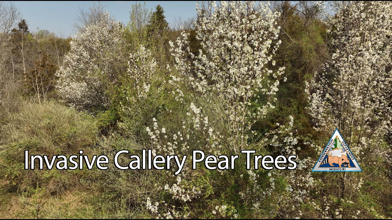 Invasive Callery Pear Trees - YouTube
