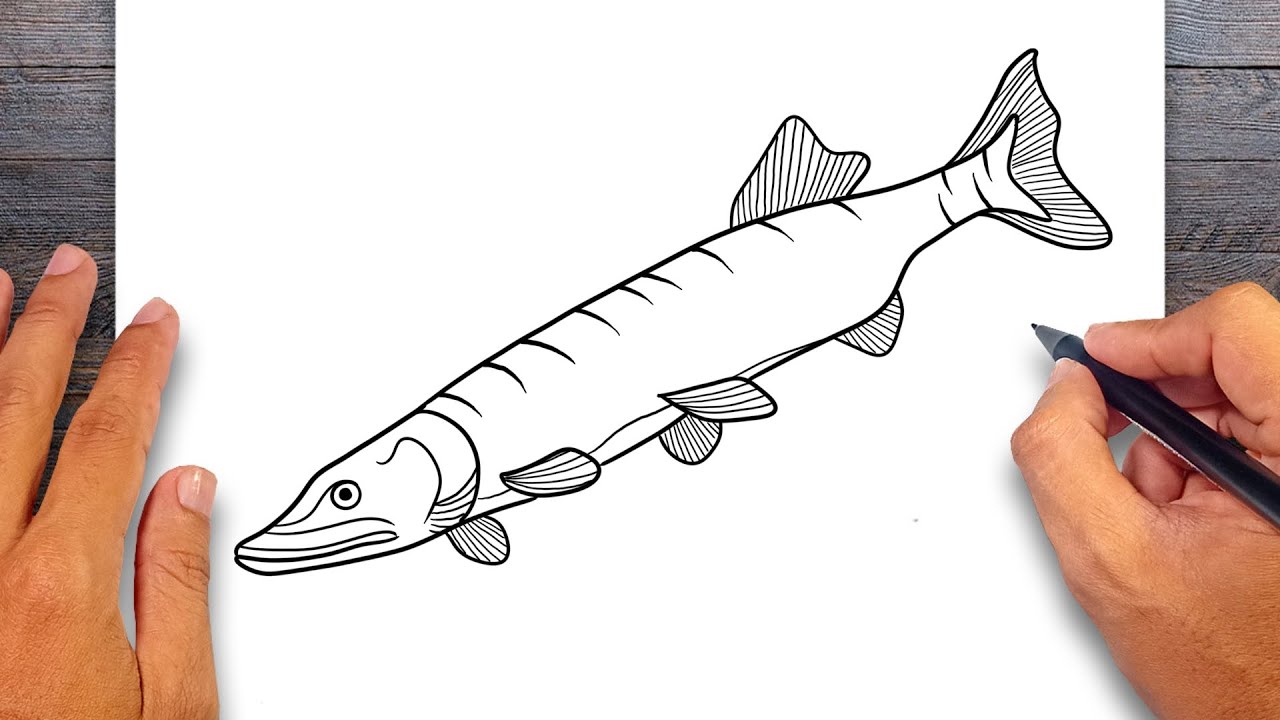 How to draw Pike Fish - Pike Fish Drawing Ideas - YouTube