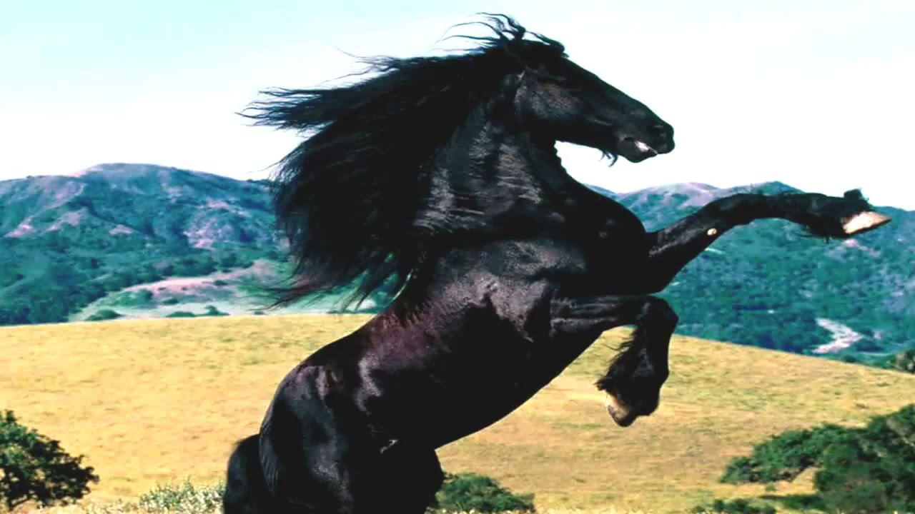horse sounds vol 4 - YouTube
