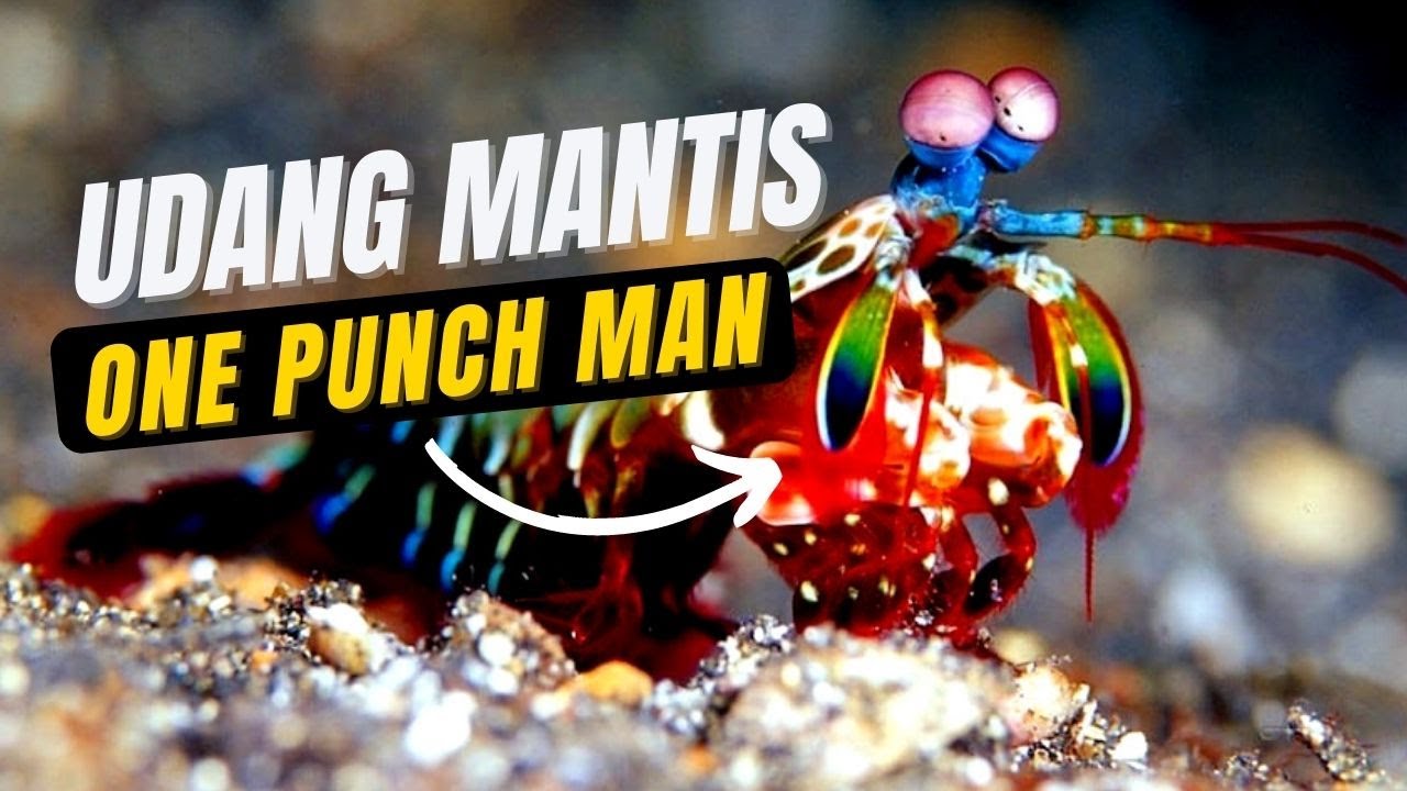Udang Unik dengan Pukulan One Punch Man - YouTube