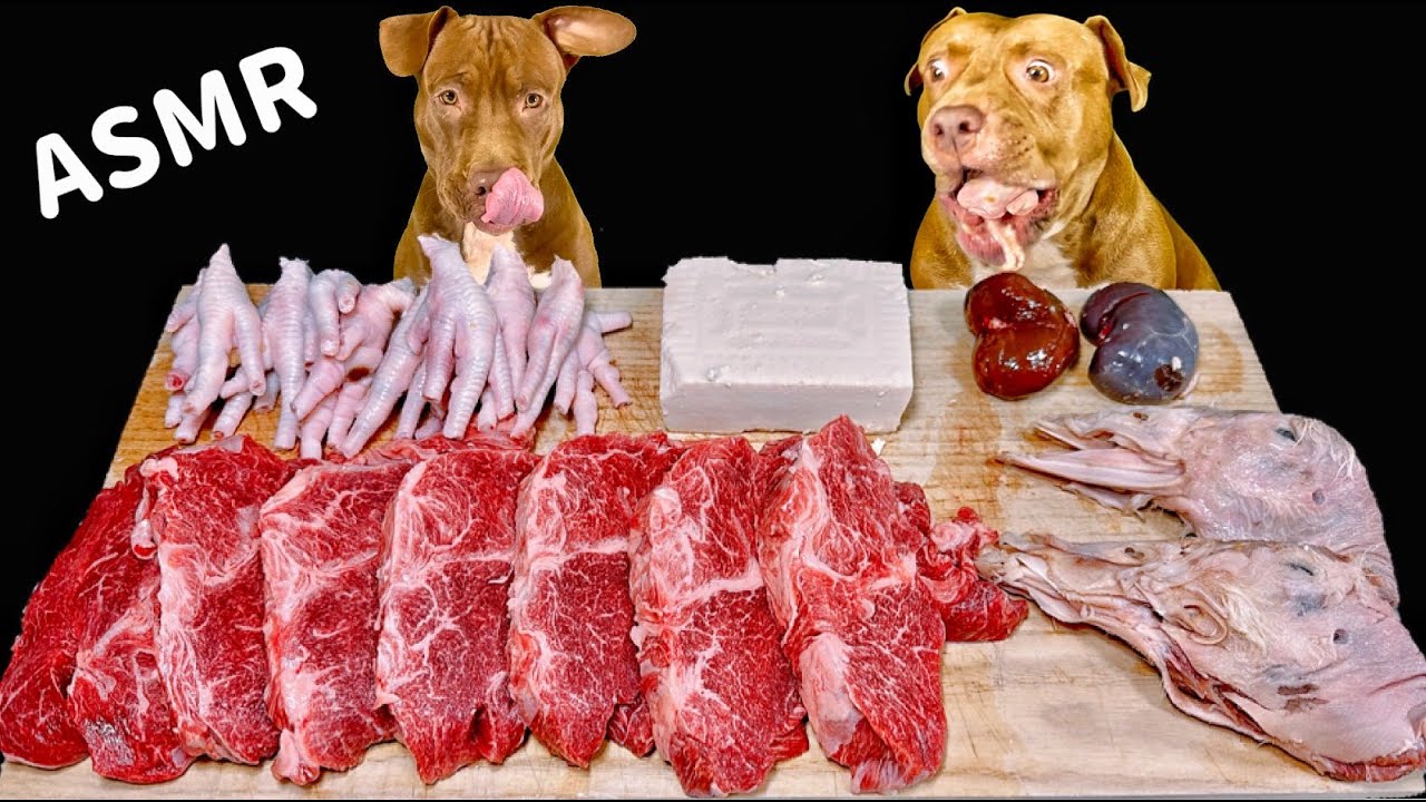 ASMR MUKBANG PITBULL EATING RAW FOODS TOFU - YouTube
