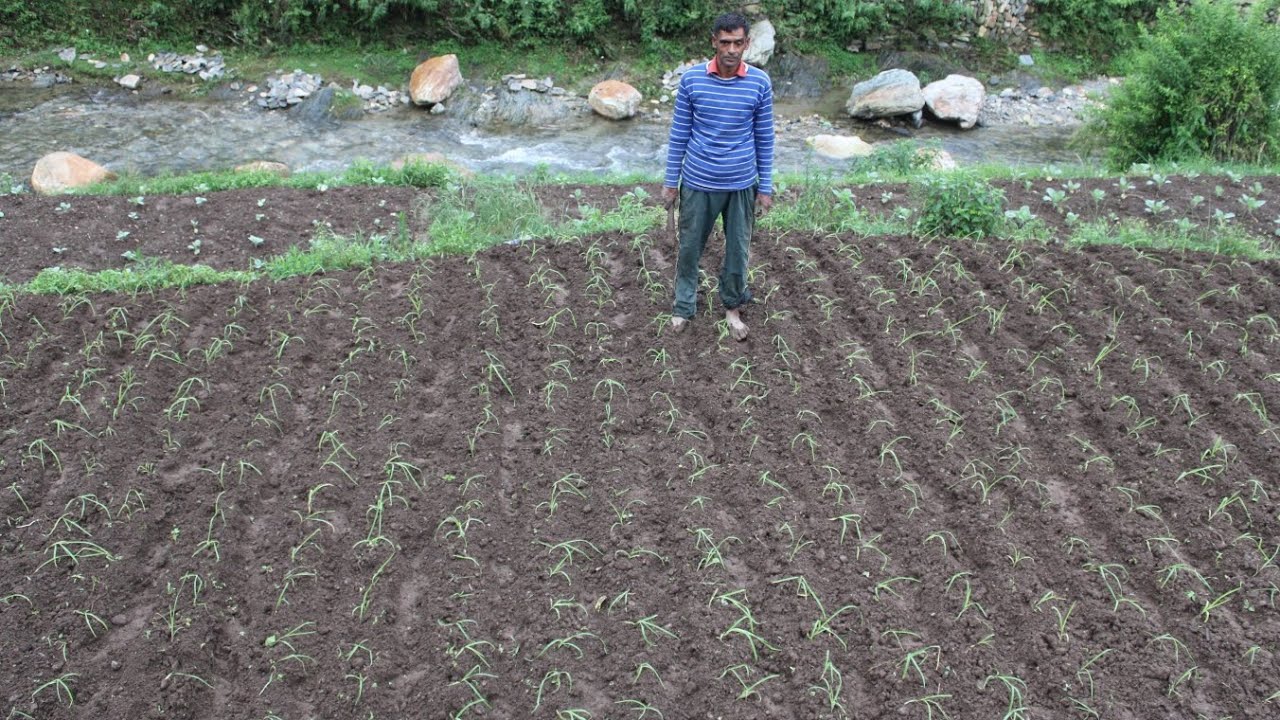 Progressive Farmer Of SRI and organic Farming under LIC HFL LIFE ...