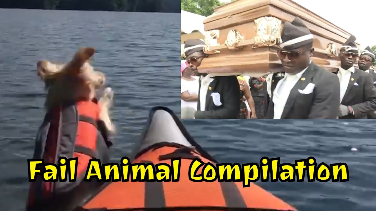 Funny Coffin Funeral Meme Compilation, Animal Edition | Astronomia meme ...
