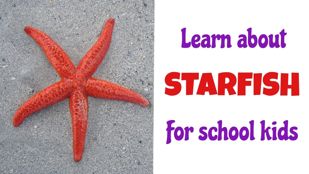 Learn about Starfish for school kids - YouTube