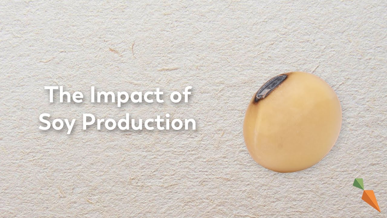 Soy Production | The Second Largest Driver of Deforestation - YouTube