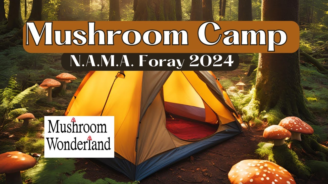 Mushroom Camp! N.A.M.A. Foray 2024 in Randle Washington - YouTube