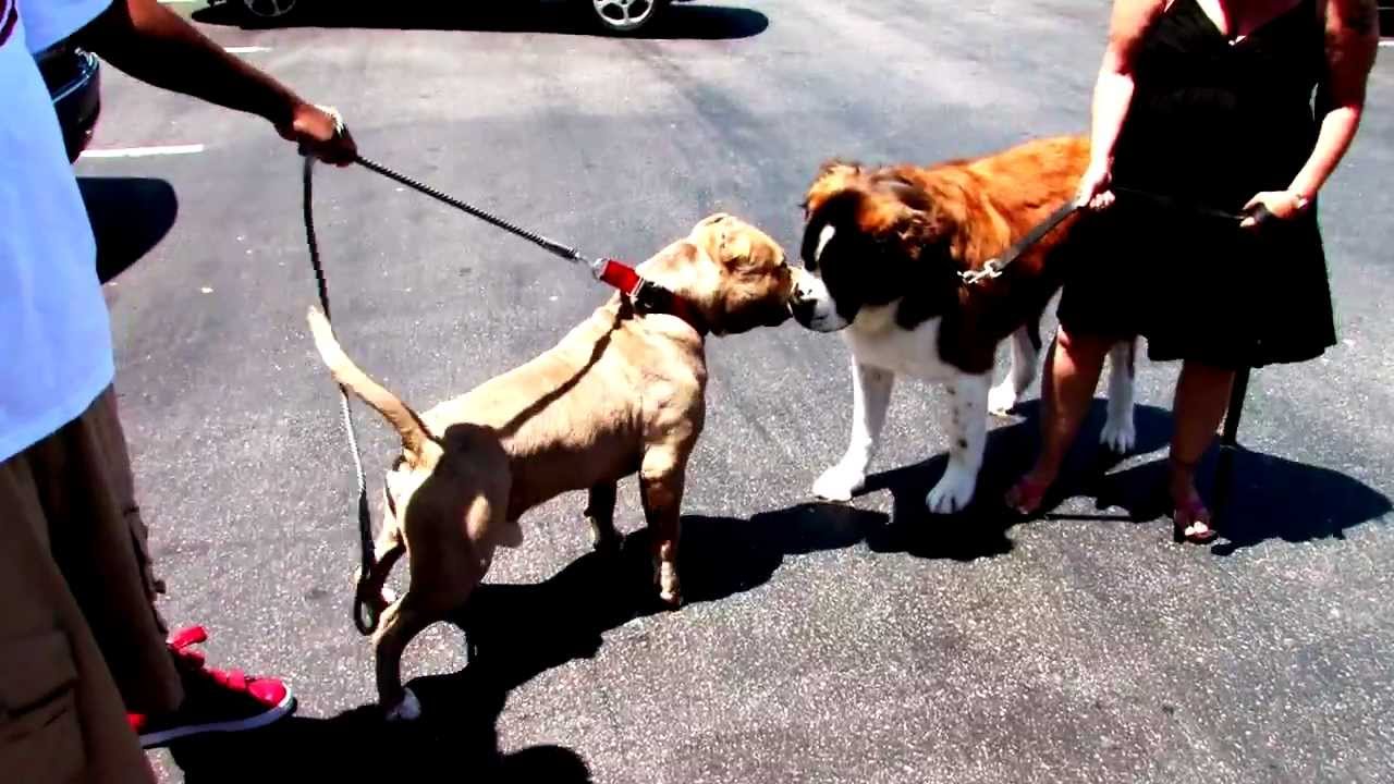 Mr. Champagne Furly Ghost (Bay Block Bullyz) - YouTube