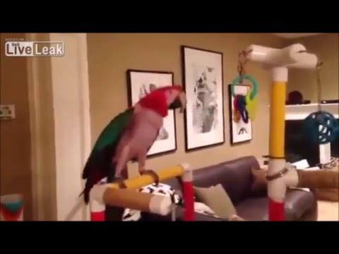 zikir çeken papağan