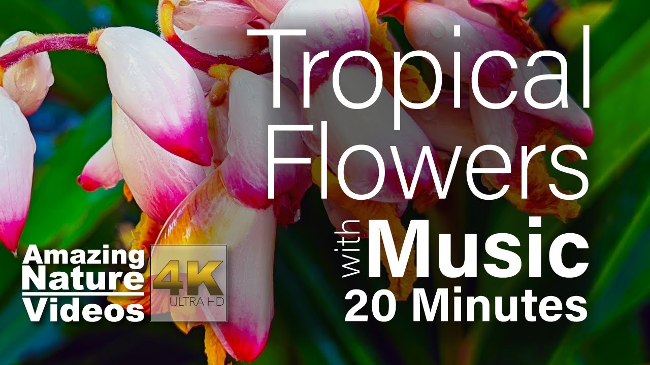 4K Video - Tropical Flowers with Soothing music | Amazing Nature ...