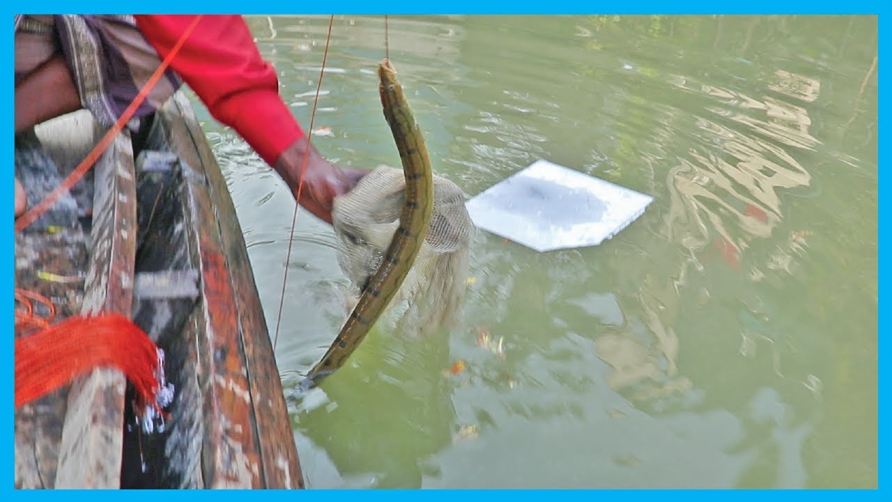 Primitive Technology Fishing For Eel & Catfish (Part 6) | Fish Corn ...