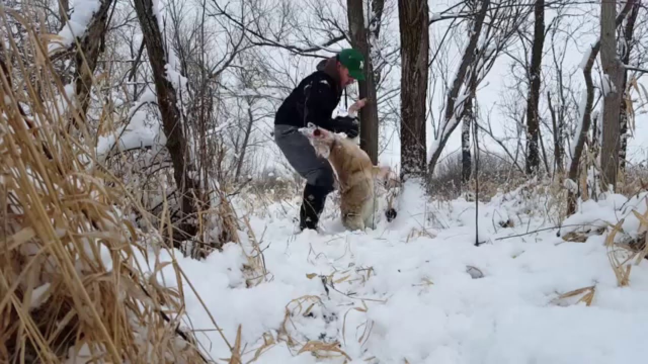Snaring coyote 2015 "part 2" - YouTube
