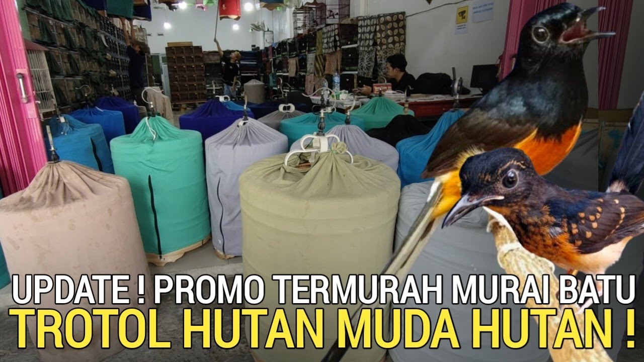 MUMPUNG ADA ! PROMO MURAI MUDA HUTAN NON KEMBUNG 500RB SEHAT ADA ...